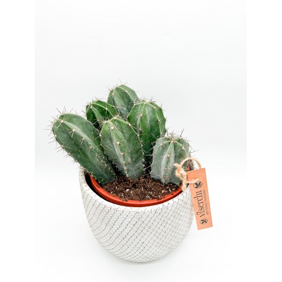 CACTUS L