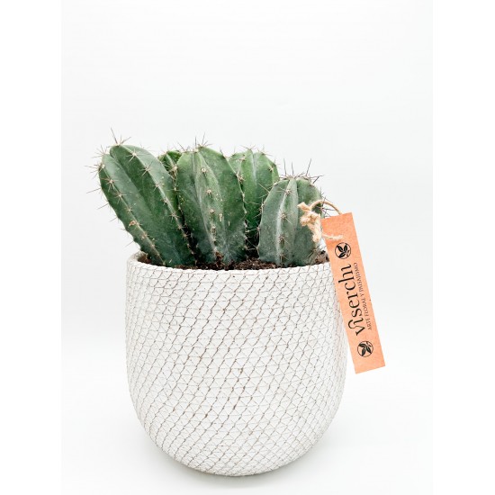 CACTUS L